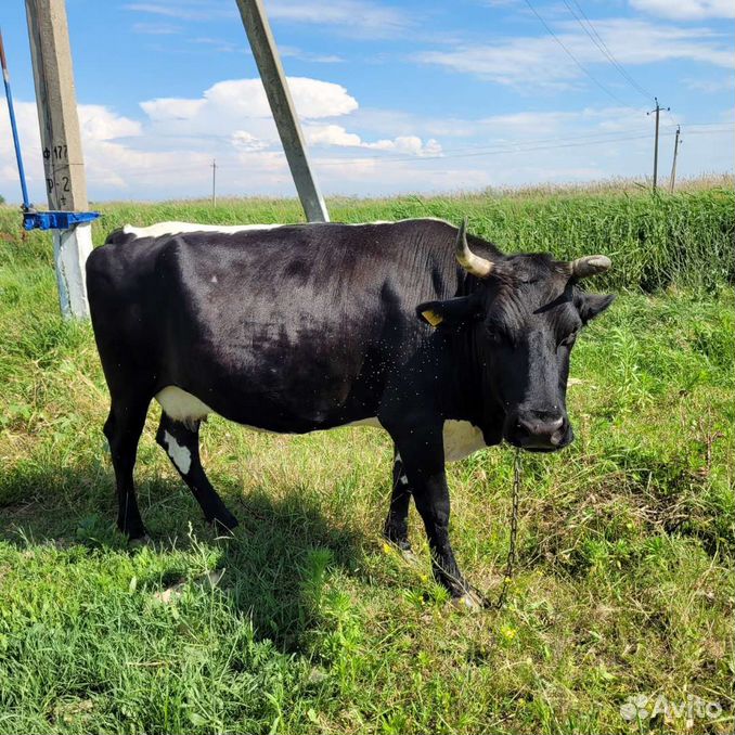 Корова стельная дойная