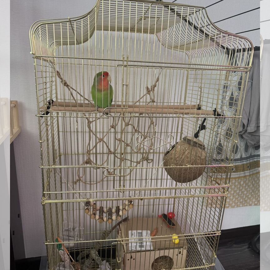 Попугай неразлучник самец