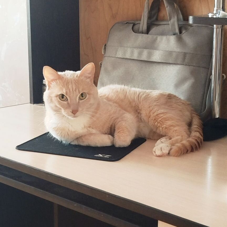 Котик