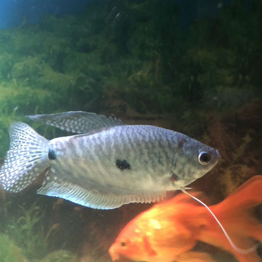 Рыба гурами