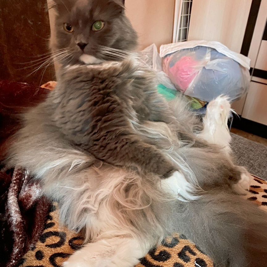 Отдам кота в добрые руки