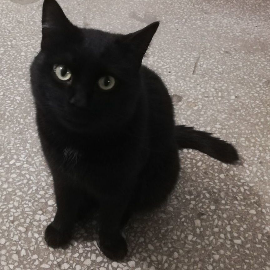 Взрослый кот в добрые руки