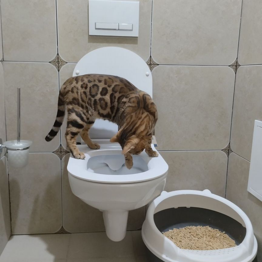 Кот на вязку, без документов