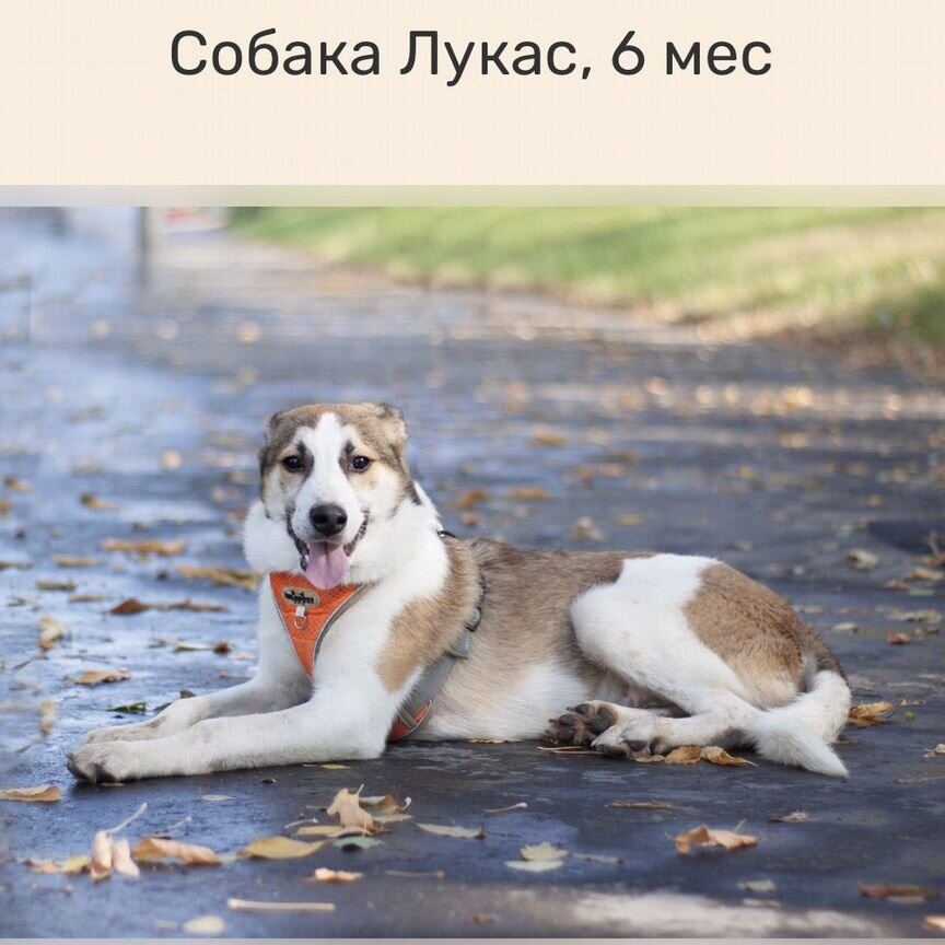 Собака в добрые руки