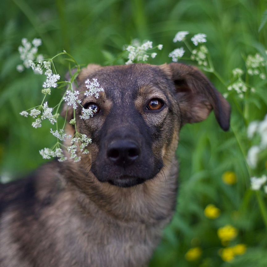 Небольшая нежная собака Марта в добрые руки