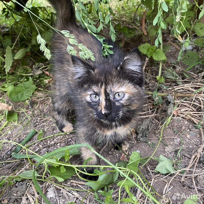 Отдам котенка (девочку) кошечку в добрые руки