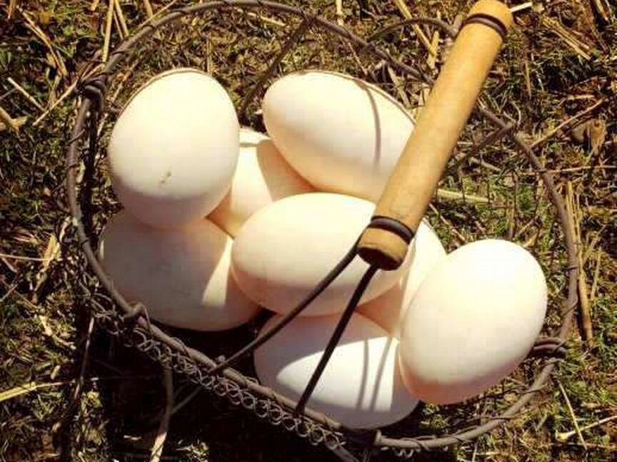 Инкубационное яйцо гусей