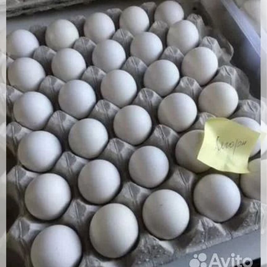 Инкубационное яйцо кур породы Леггорн белый