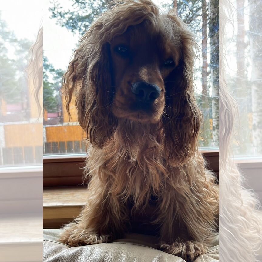 Английский кокер спаниель