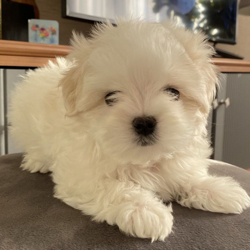 Мальтийская болонка, щенок