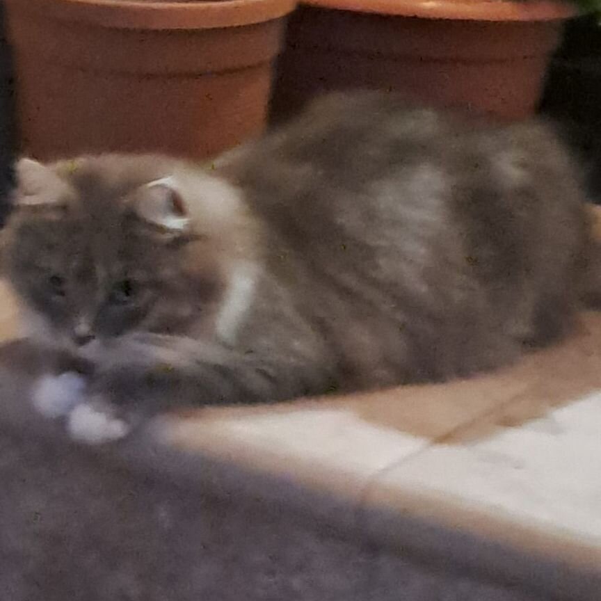 Кошечка, 7 мес