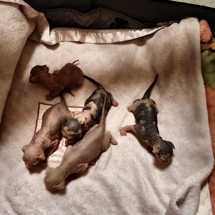 Канадский сфинкс котёнок