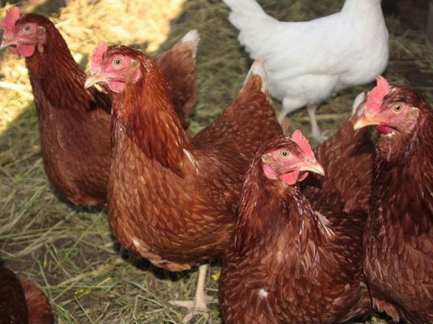 Куры молодки