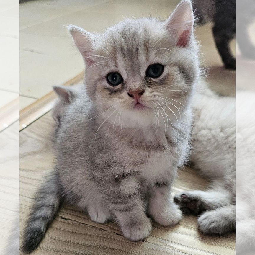 Шотландская прямоухая кошка
