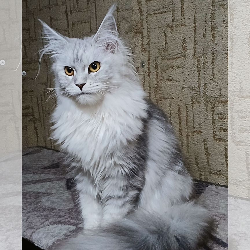 Мейн-кун котёнок