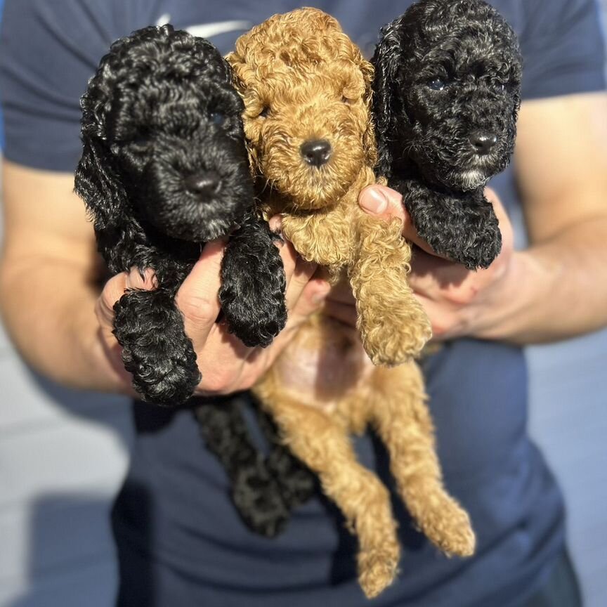 Пудель, щенок