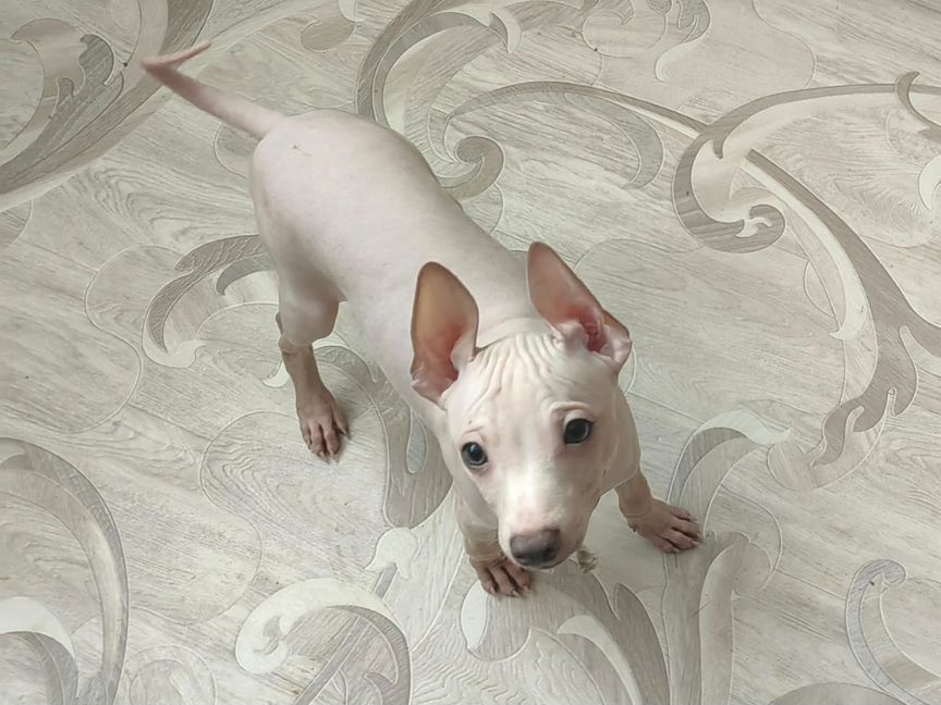 Американский голый терьер