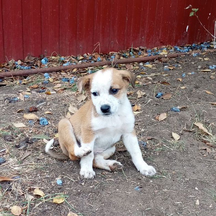 Отдам в добрые руки 3 щенков