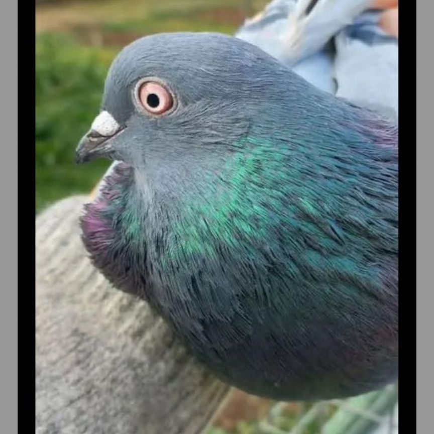 Свердловский голуби