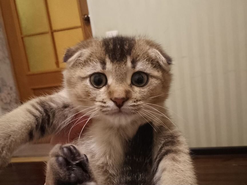 Шотландские