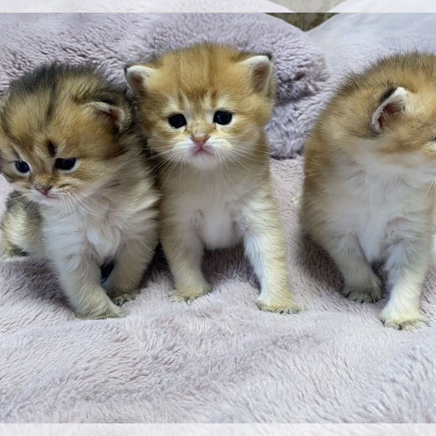 Британские котята