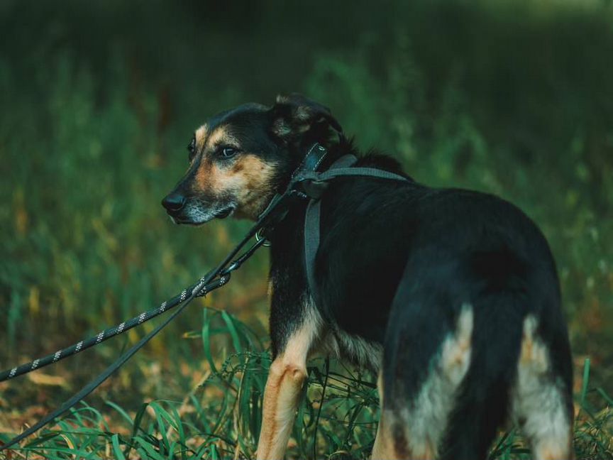 Крошка Рэмми ищет дом