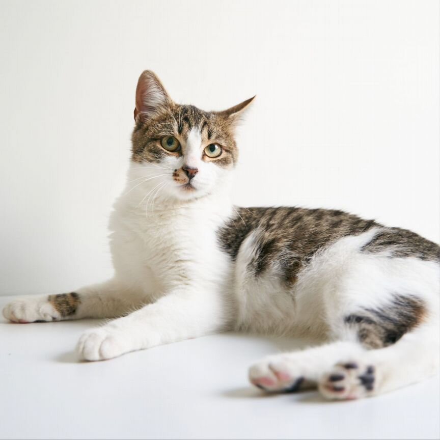 Ласковый котенок в добрые руки