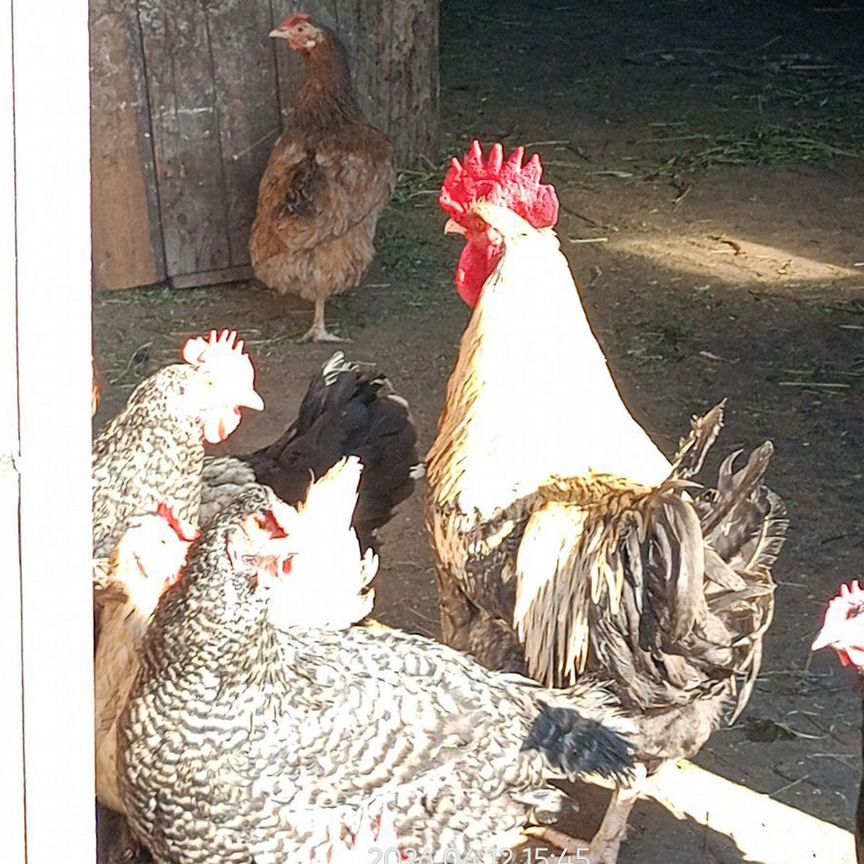 Молодые петушки