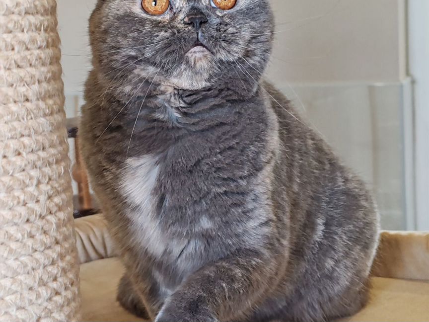 Шотландская страйт кошка