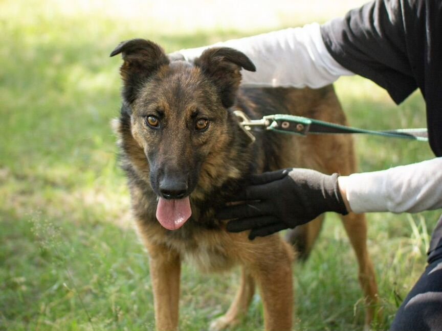 Заберите Зиру из приюта