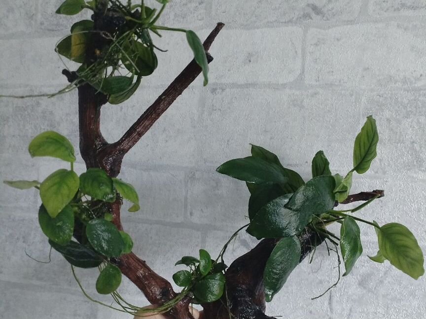 Коряга для аквариума с анубиасами