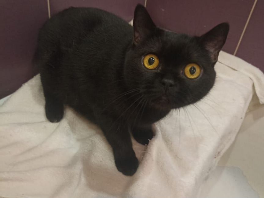 Отдаем кота в добрые руки