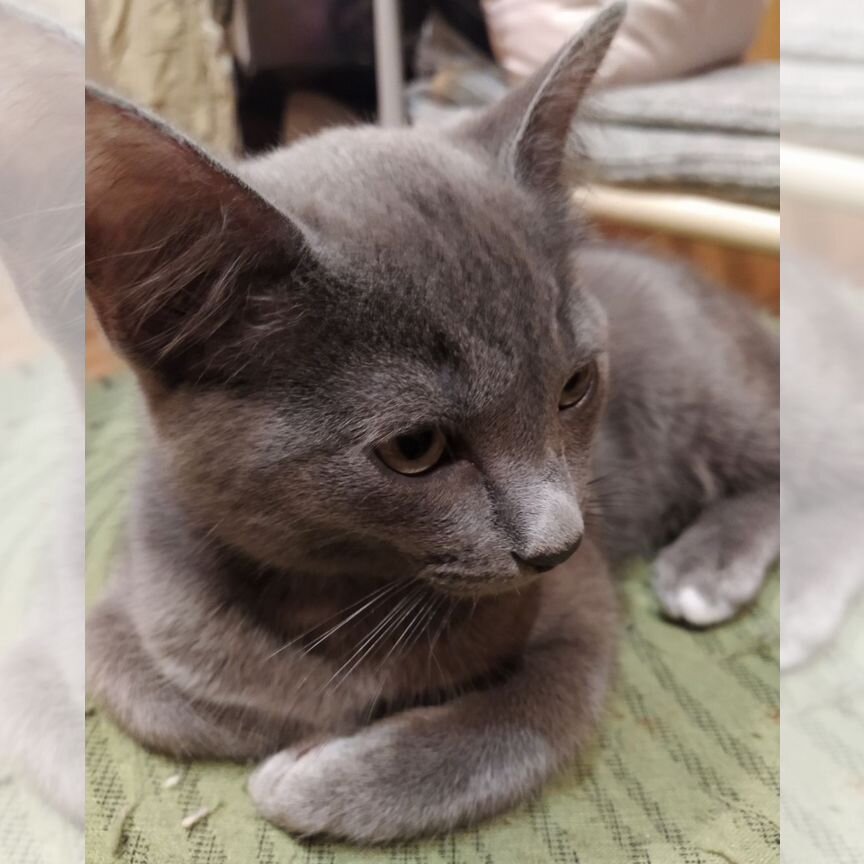 Русский голубой котёнок