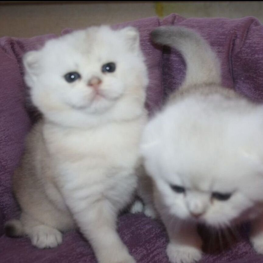 Шотландские котята