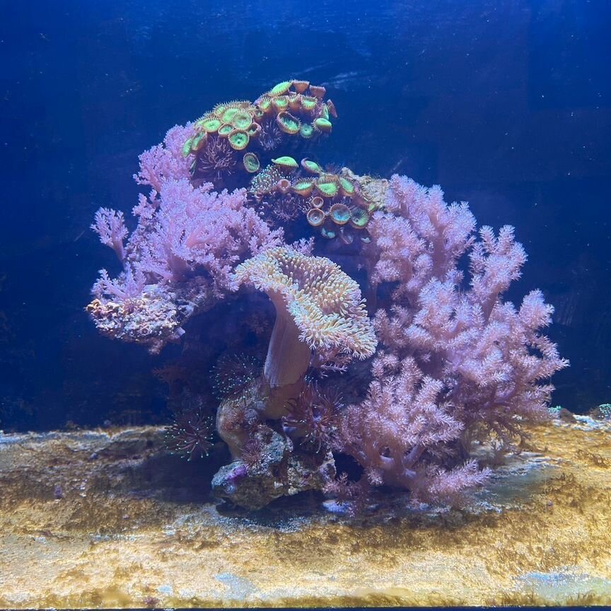 Морские кораллы на камнях