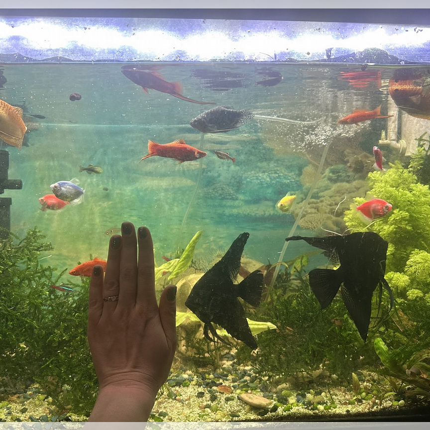 Акваримум с рыбками )