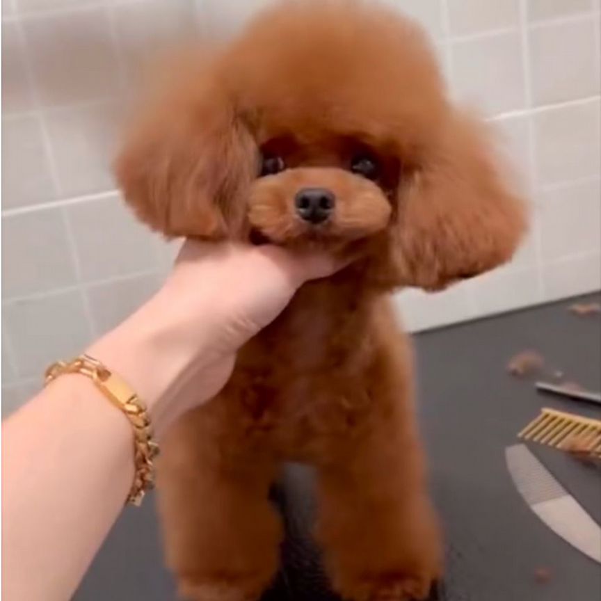 Пудель из Кореи