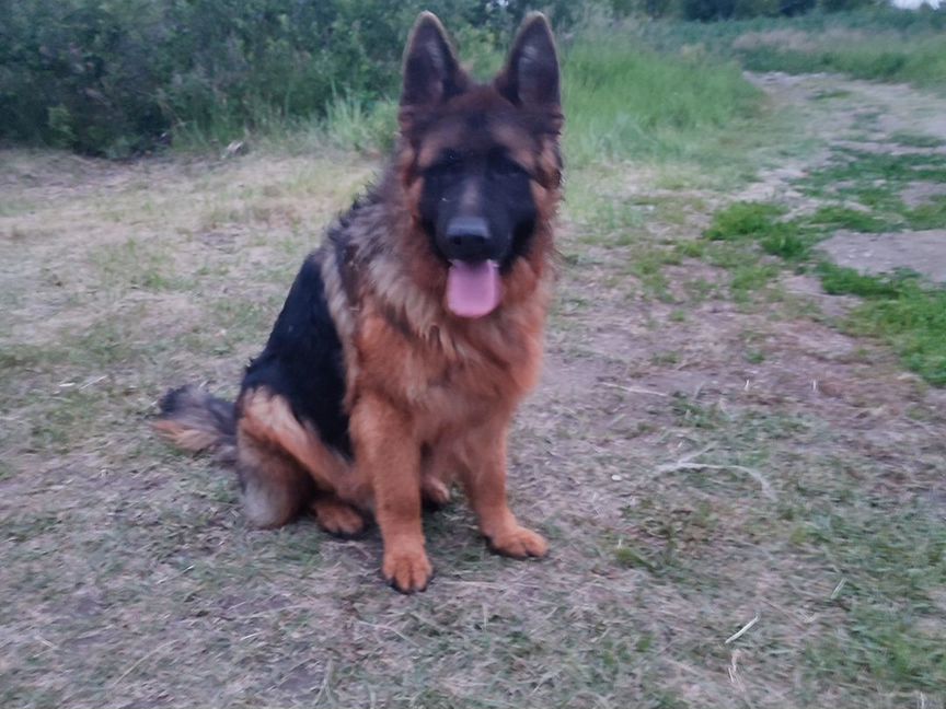 Кобель немец 1,6 мес. Ищем подругу для вязки