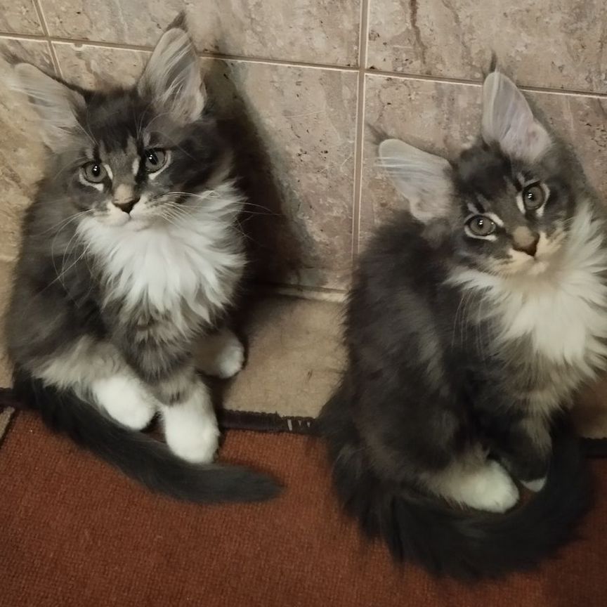 Мейн-кун котёнок