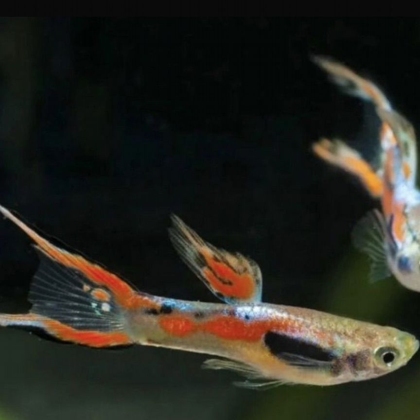 Гуппи Эндера