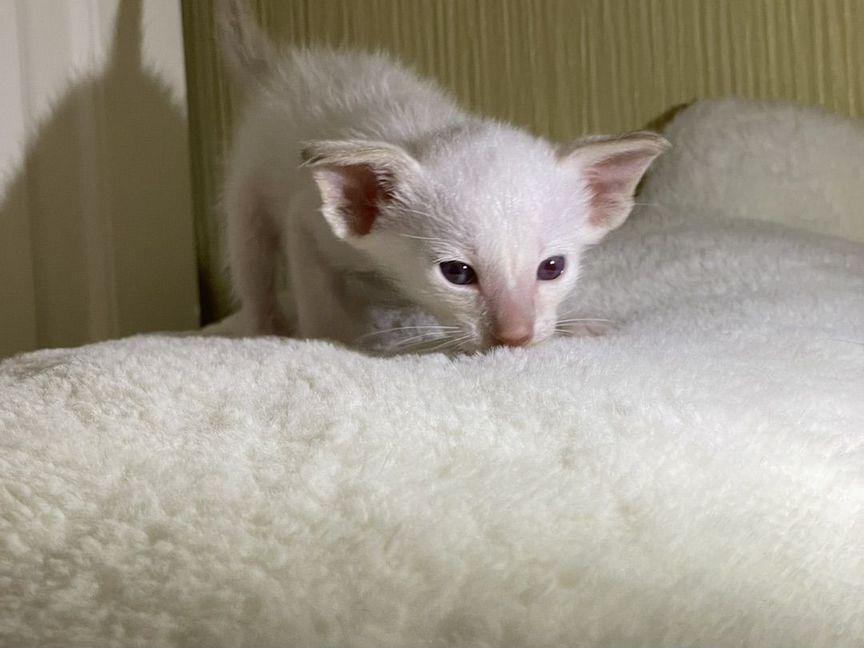 Ориентальные котята