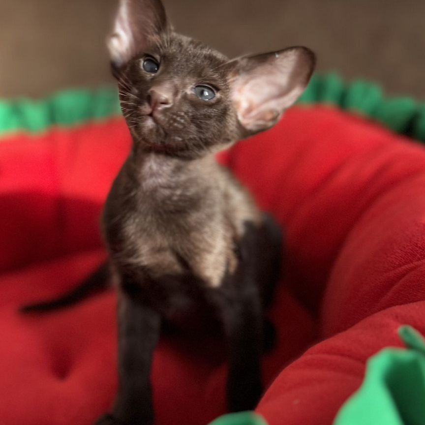 Ориентальный котёнок