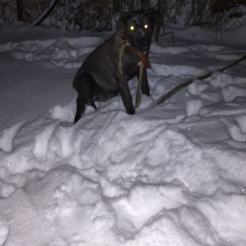 Собака кане-корсо