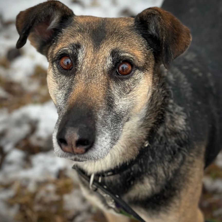 Одинокая Пуговка,всю жизнь в приюте собака в дар
