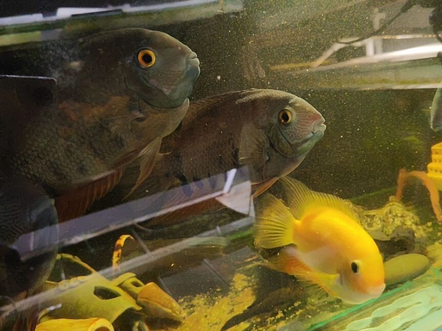 Рыба Северум