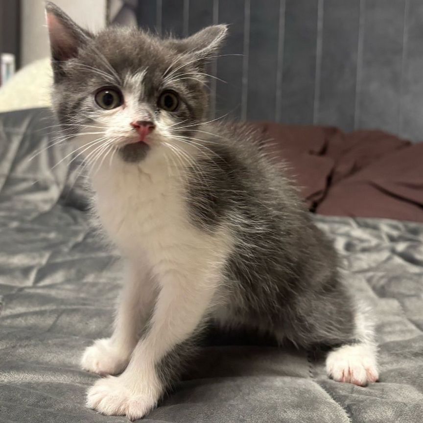 Котёнок в добрые руки