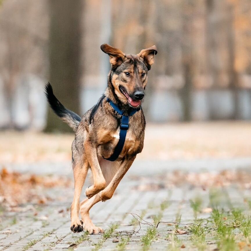 Собака в добрые руки