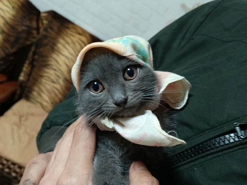 Котенок серый