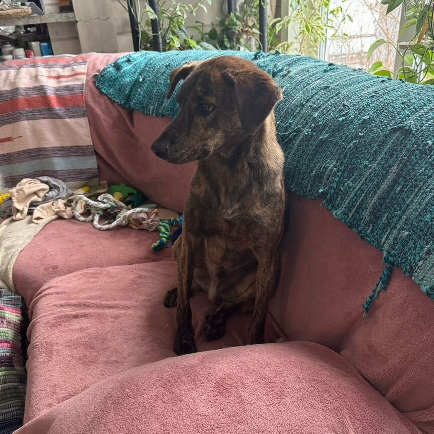 Собака бесплатно мальчик