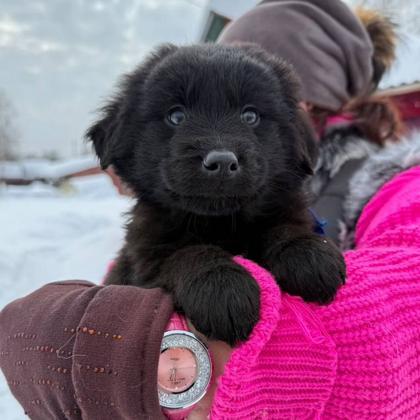 Щенок в добрые руки